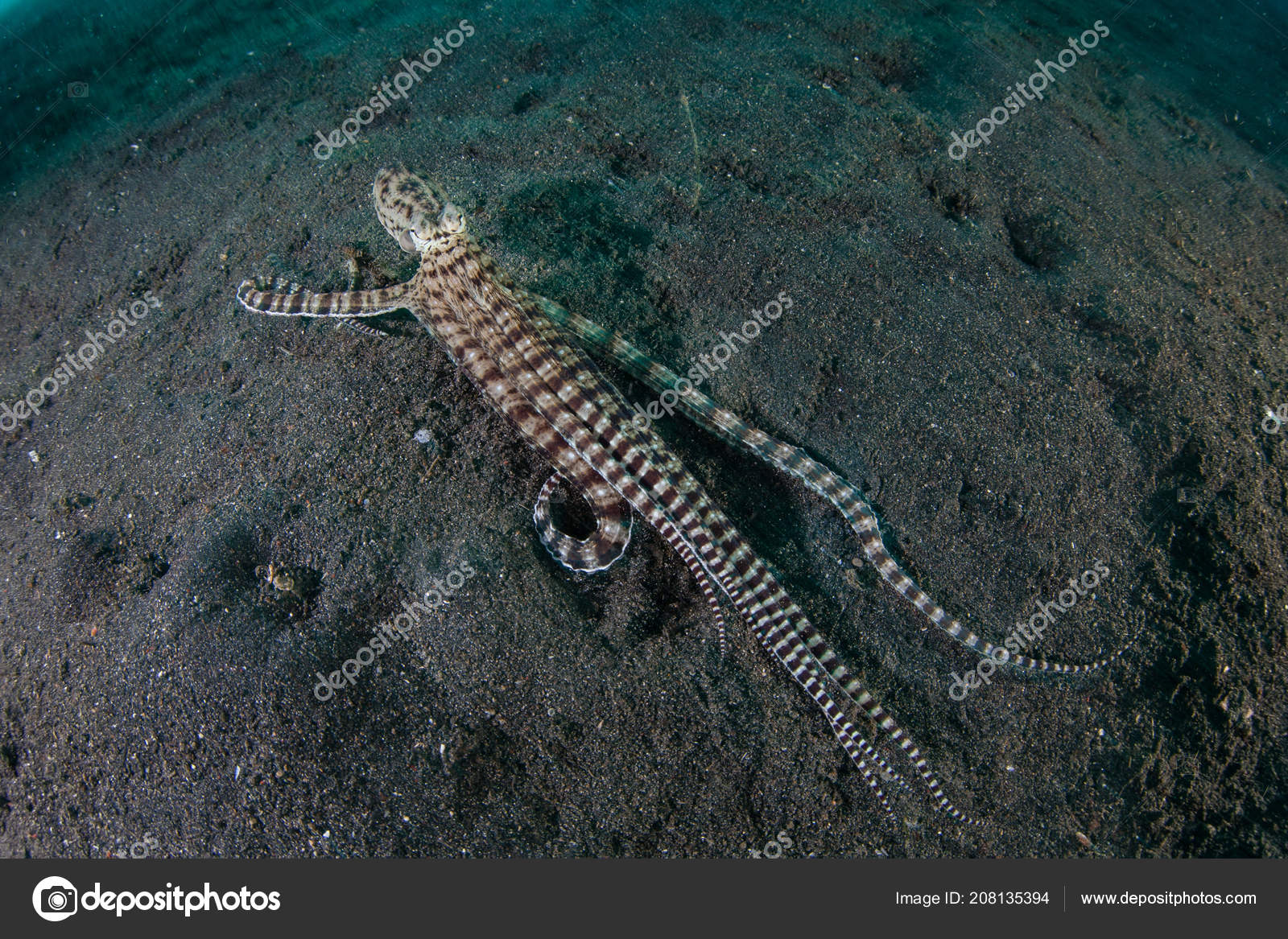 Mimic Octopus Sea Snake