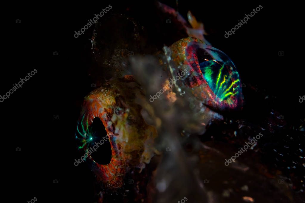 La luz colorida se refleja en los ojos de un pez león Shortfin ...