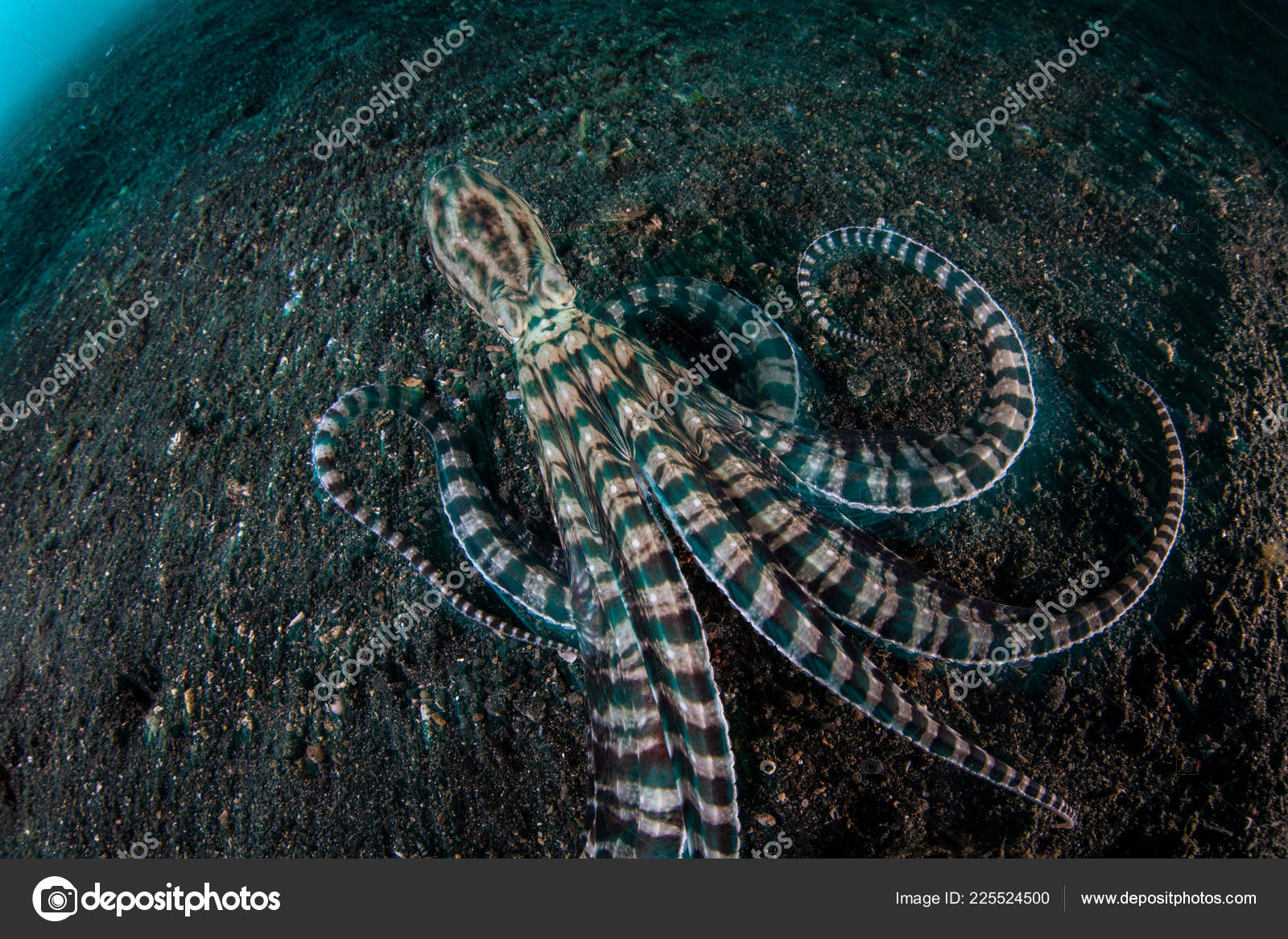 Mimic Octopus Turkey