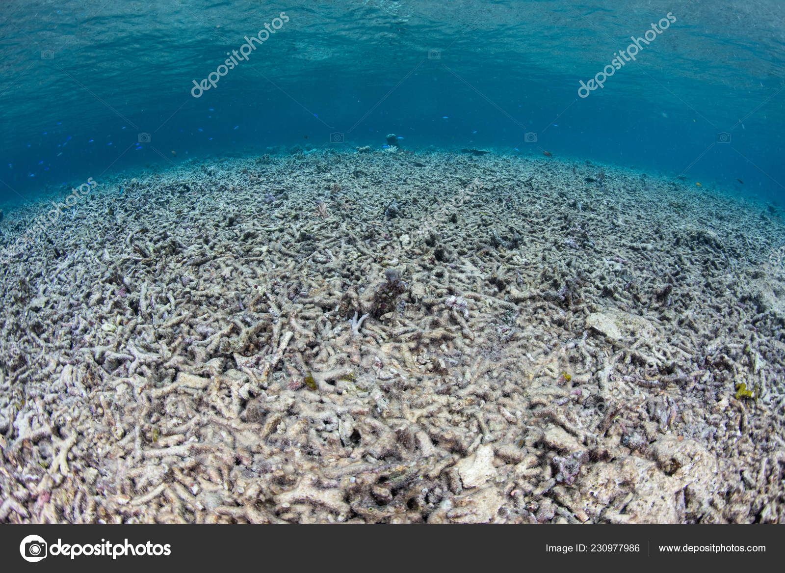 Rubble Dominates Seafloor Small Part Reef Raja Ampat Indonesia Even ...