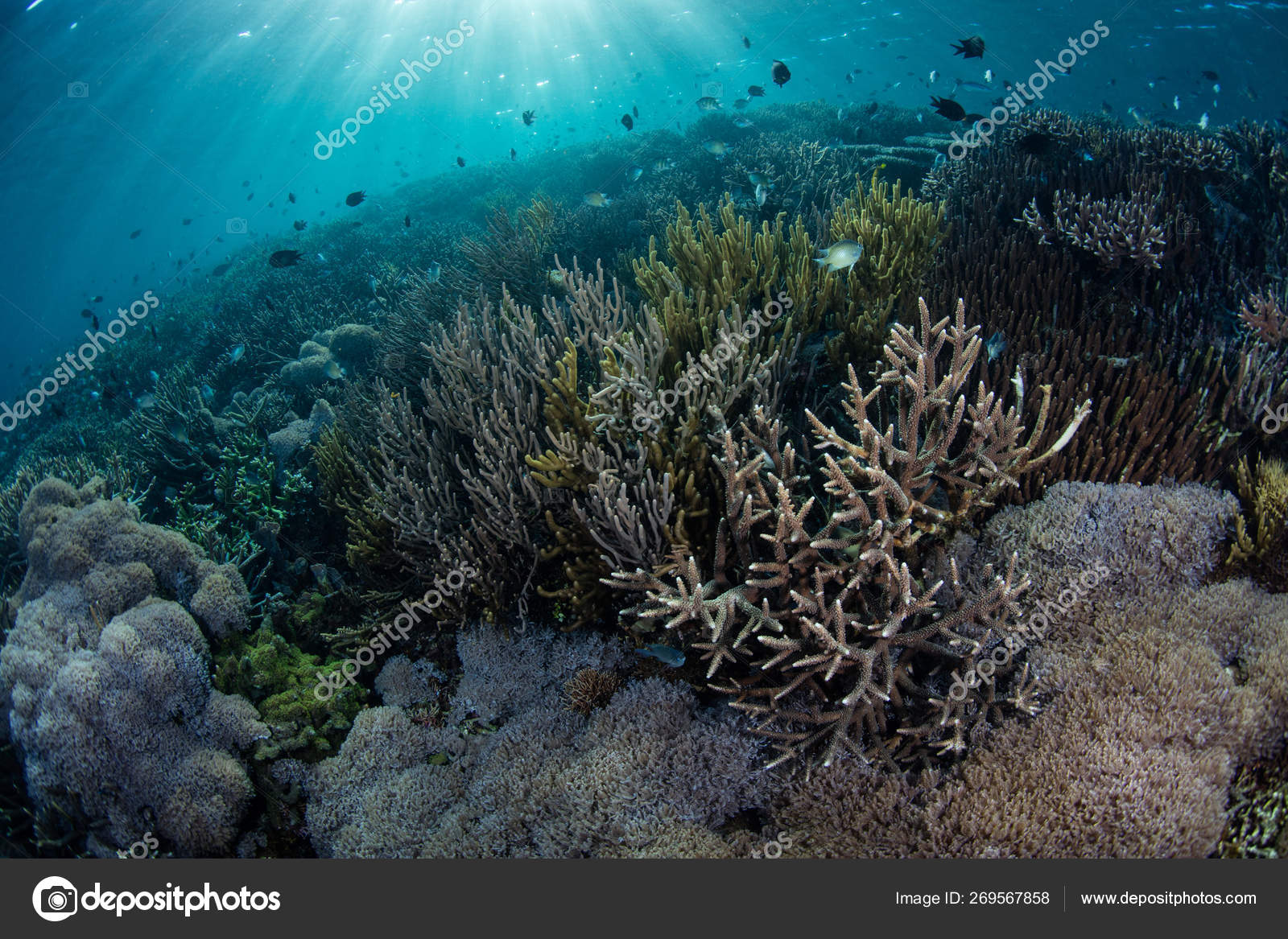 Beautiful Coral Reef Thriving Edge Remote Rugged Island Komodo National ...