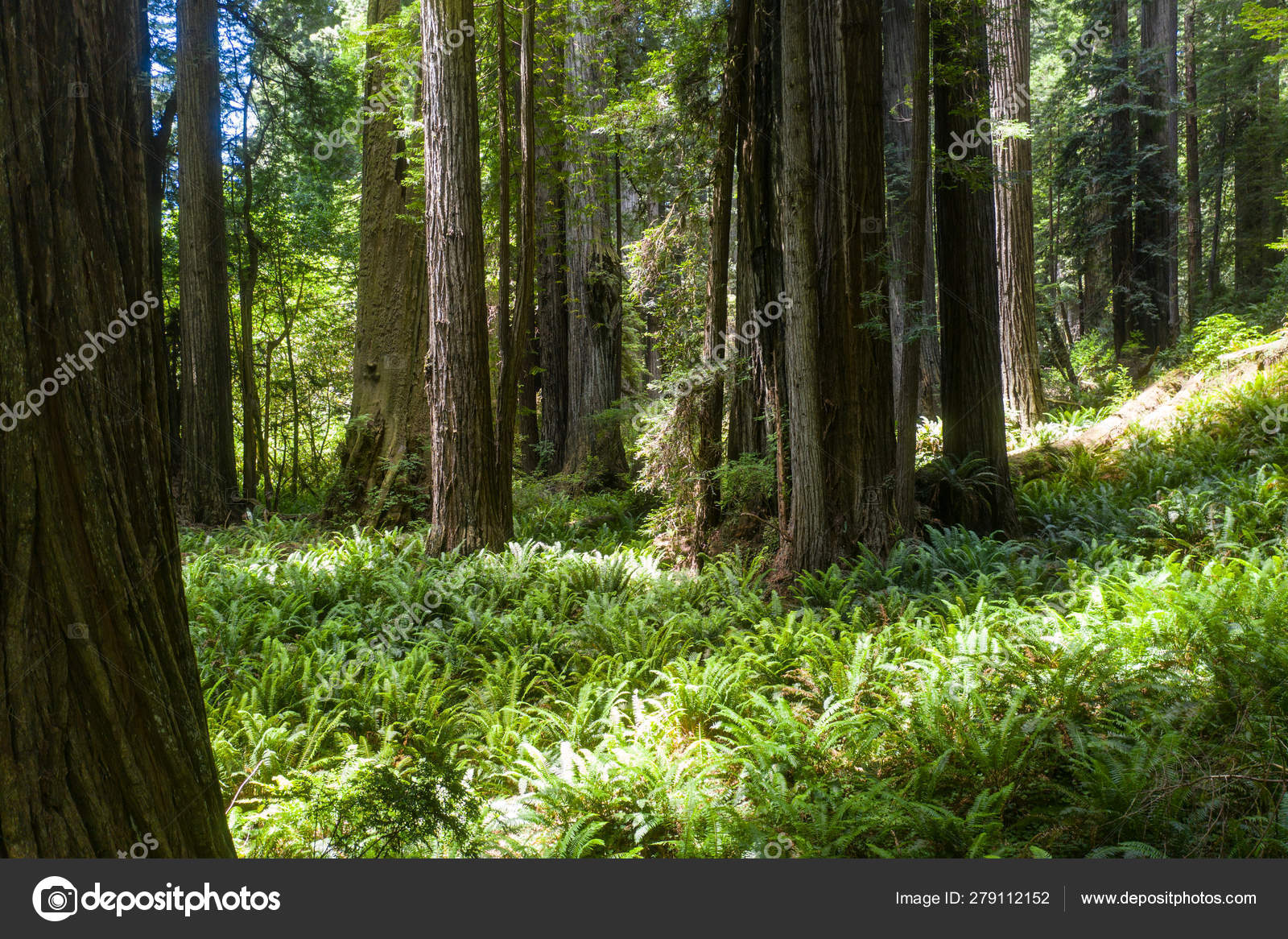 Native Redwood Trees Sequoia Sempervirens Grow Coastal Region Northern ...