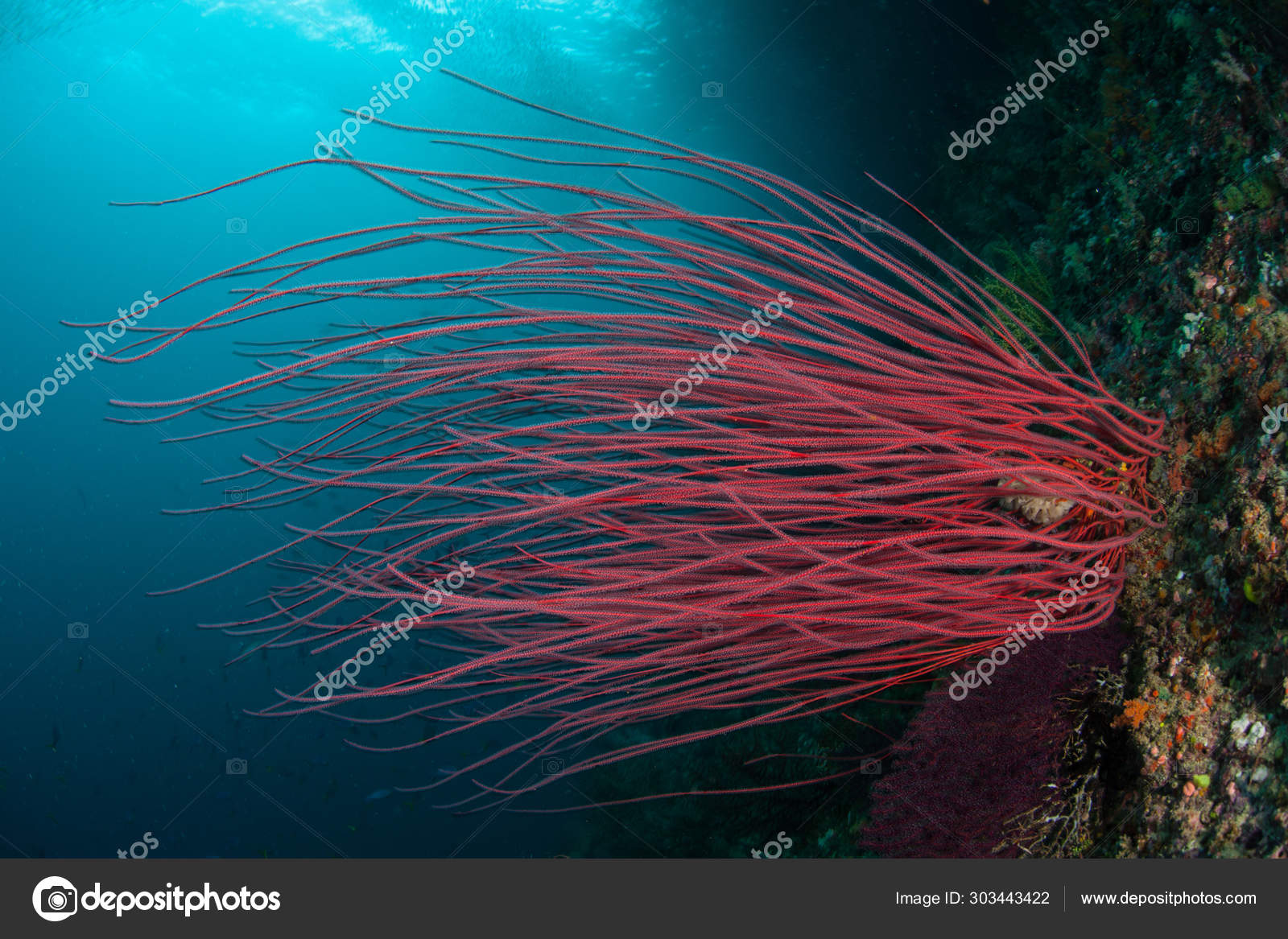 Wiry Red Gorgonian Grows Steep Reef Wall Remote Islands Raja — Stock ...