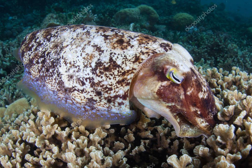 Una sepia latimanus pone huevos en una colonia de coral en medio de las ...