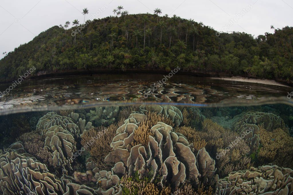 Una increíble variedad de corales prosperan en aguas poco profundas en ...