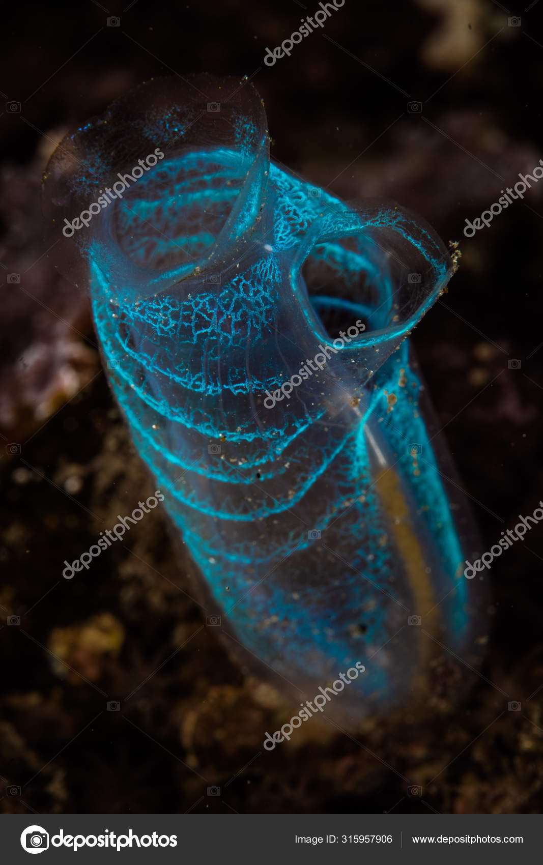 Small Fragile Tunicate Grows Coral Reef Indonesia Tunicates ...