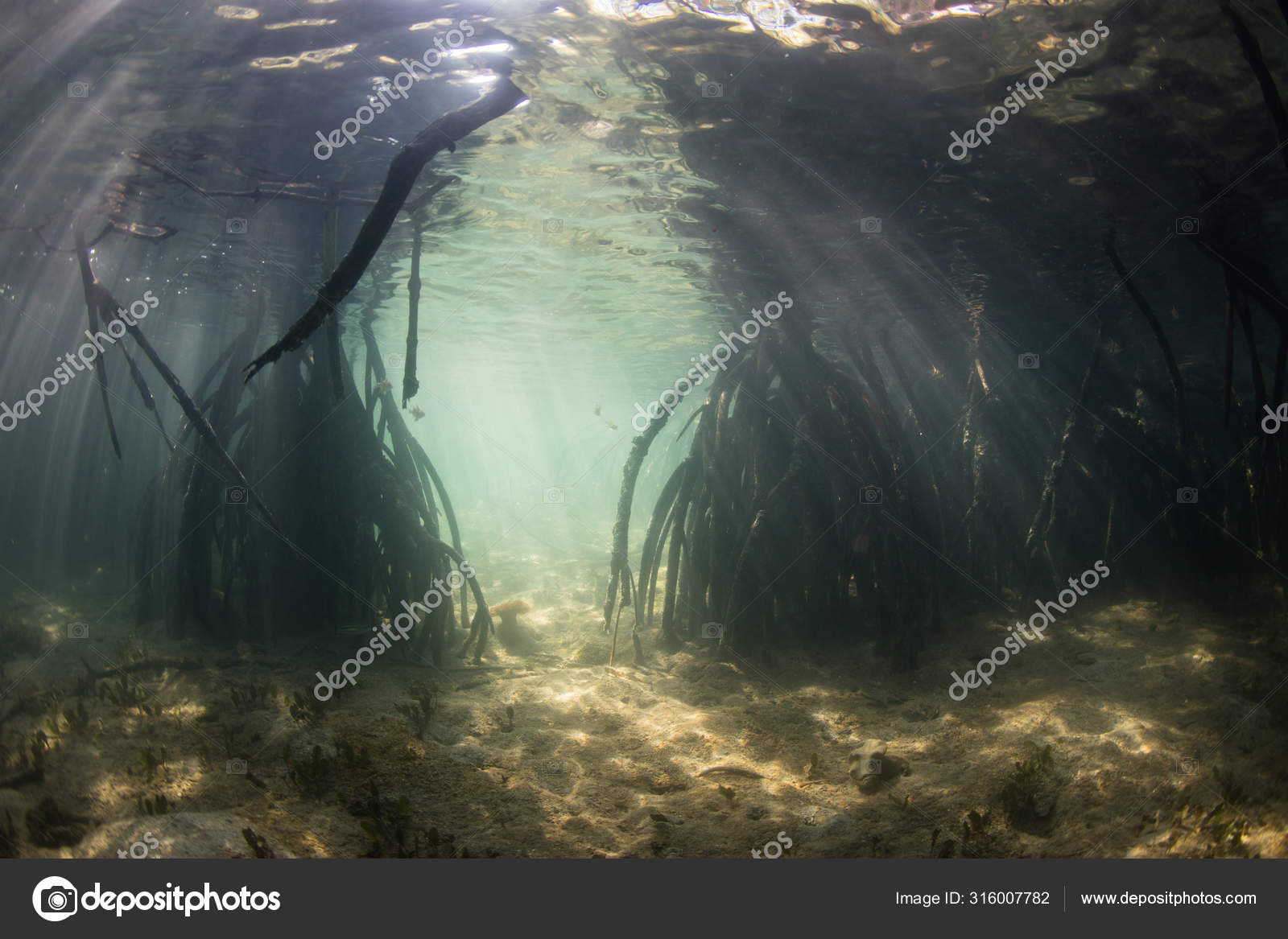 Sunlight Descends Canopy Mangrove Forest Komodo National Park Indonesia ...