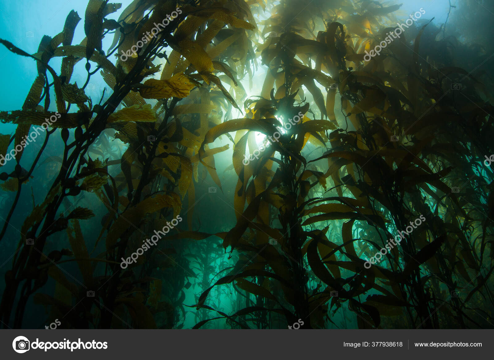 Forest Giant Kelp Macrocystis Pyrifera Grows Cold Eastern Pacific ...
