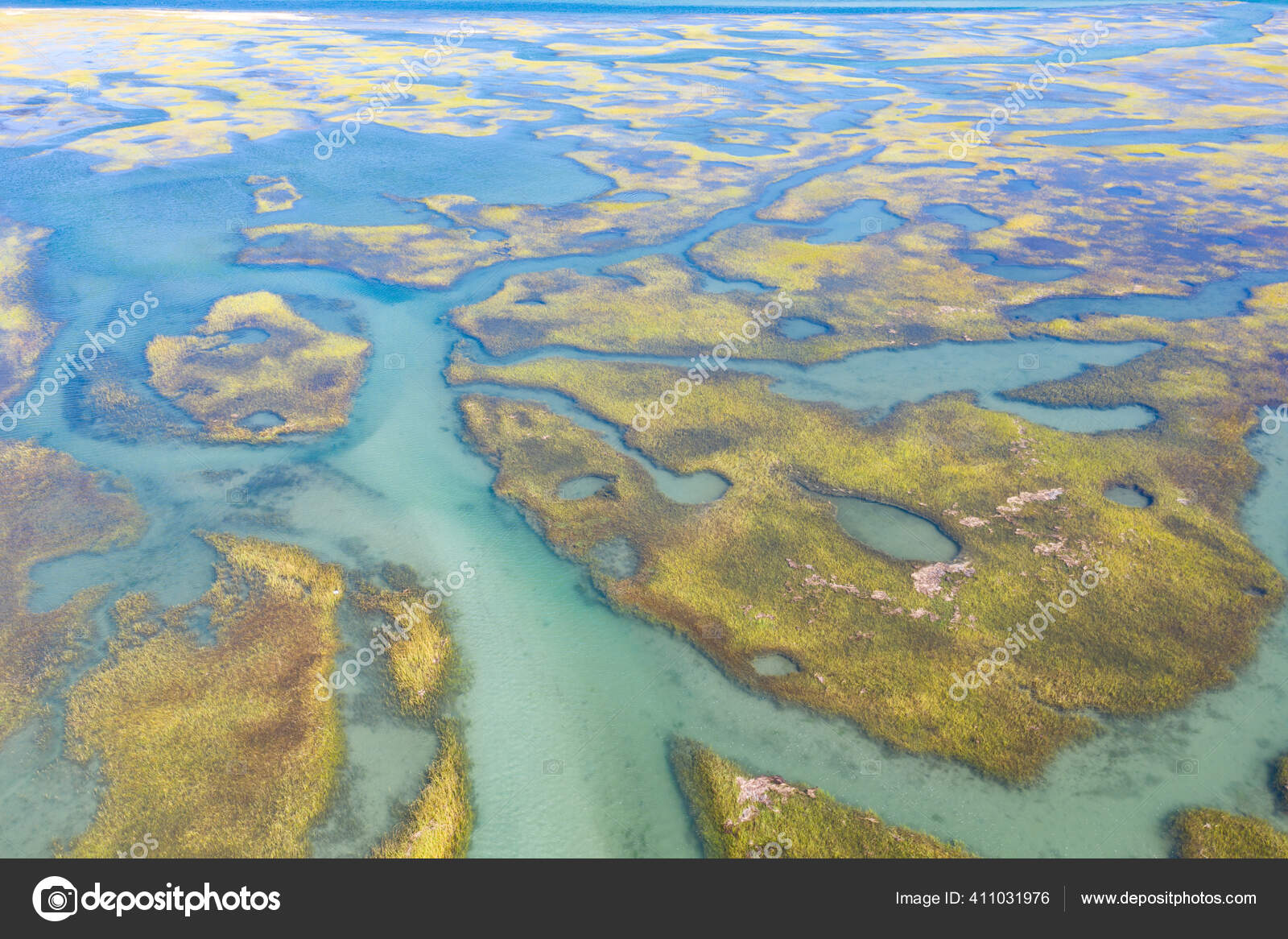 Salt Marshes And Estuaries