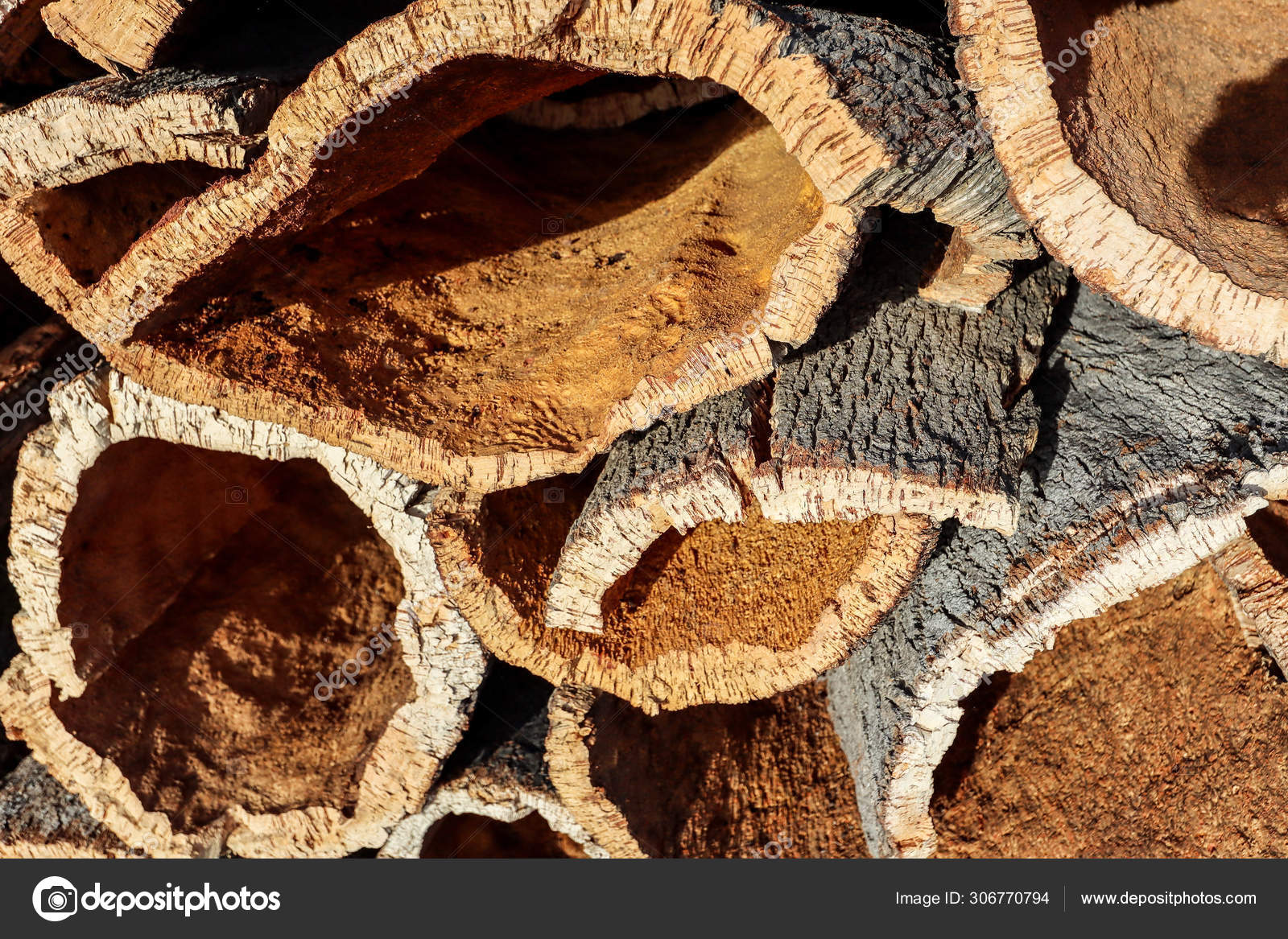 Cork Oak