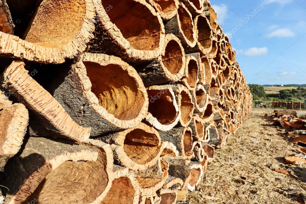 Corteza de alcornoque cosechada del tronco de alcornoque (Quercus suber ...