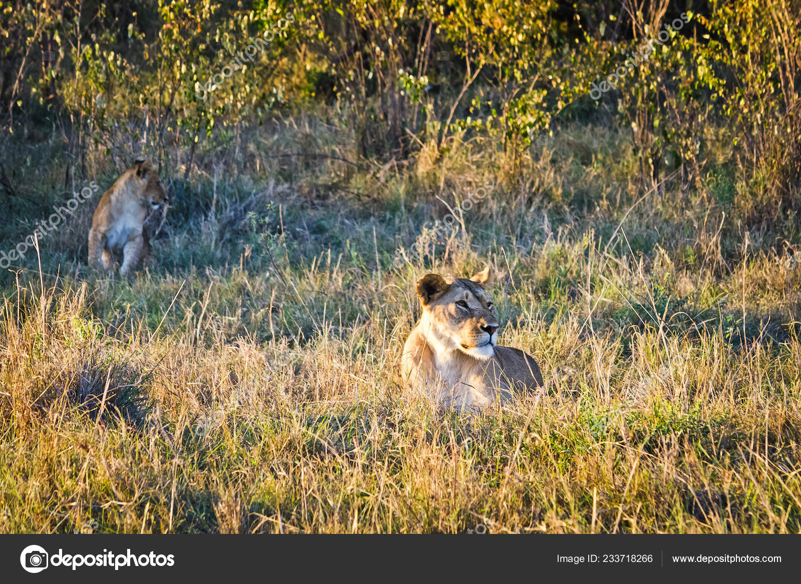 Lion Wild African Savannah Lion Predator Felines — Stock Photo ...
