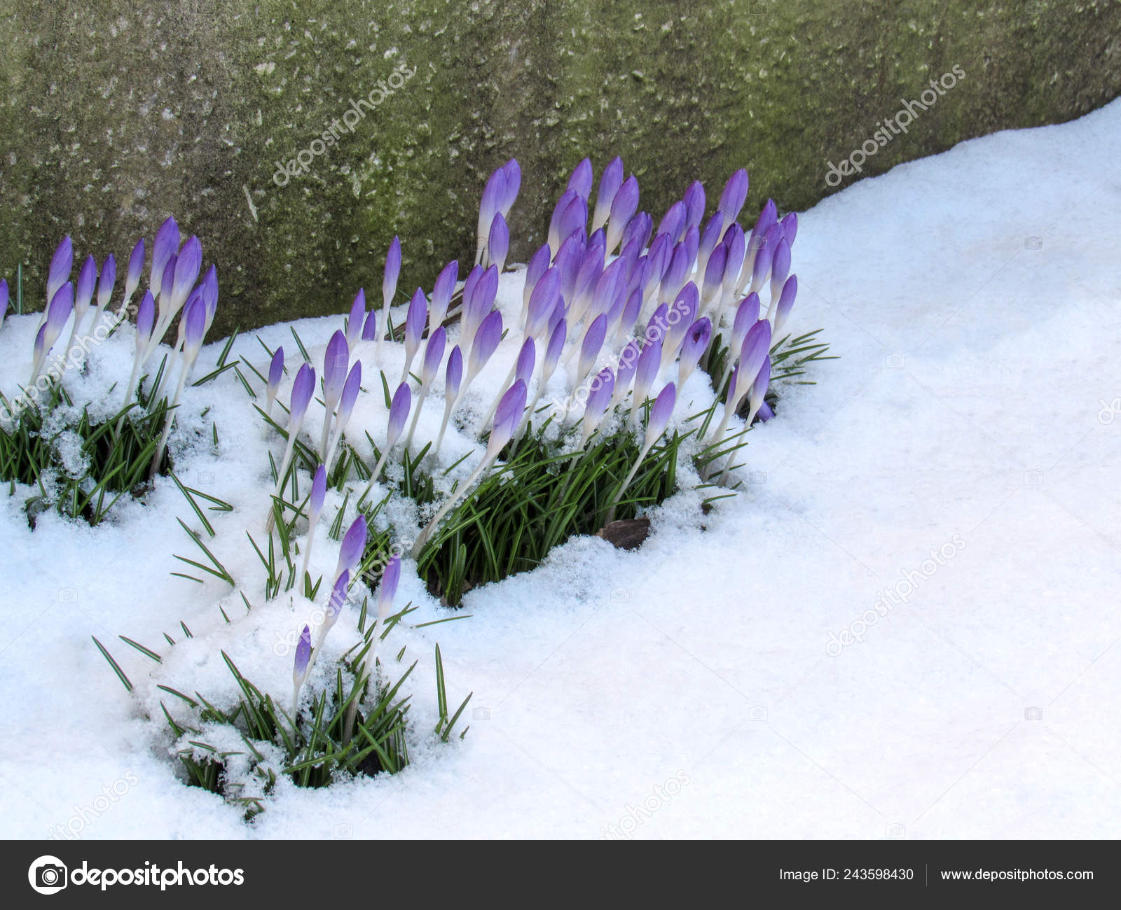 Late Winter Early Spring Hd