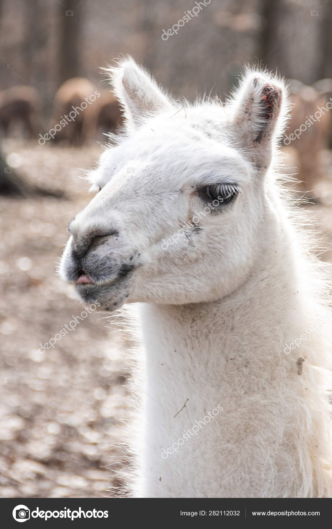 Pretty looking white llama at the zoo — Stock Photo © frimufilms #282112032