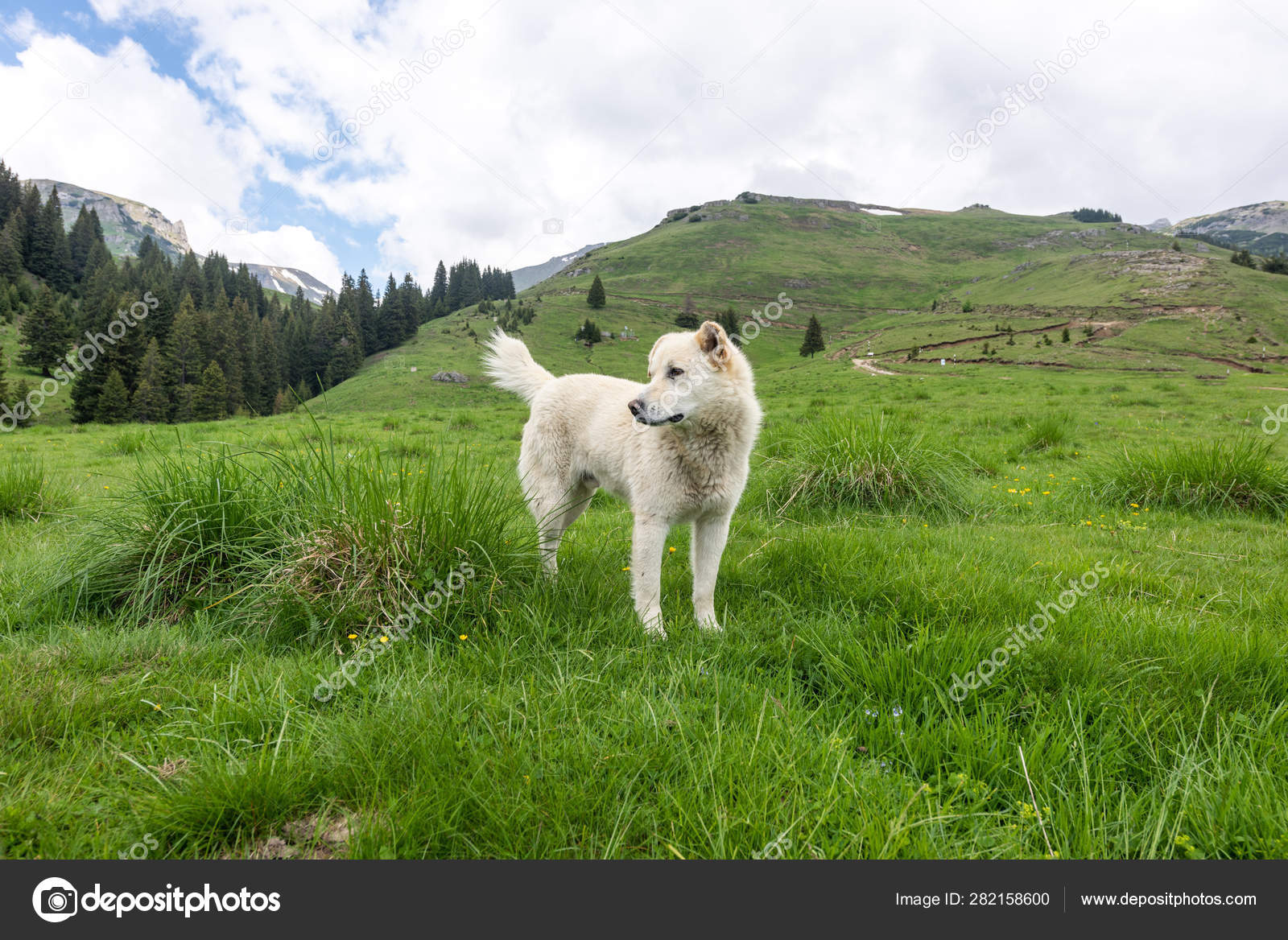 White courious dog exploring the environment — Stock Photo © frimufilms ...