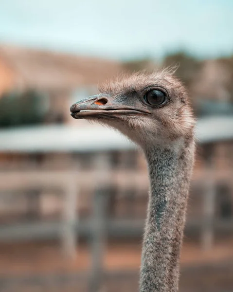 Prehistoric ostrich Stock Photos, Royalty Free Prehistoric ostrich ...