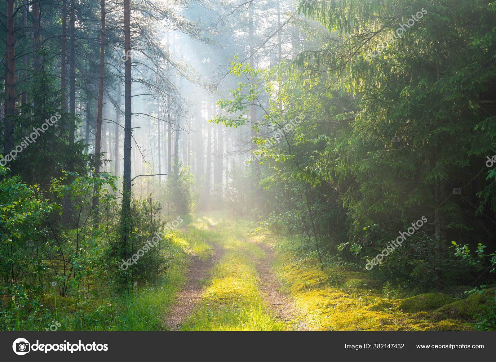Morning Forest Path