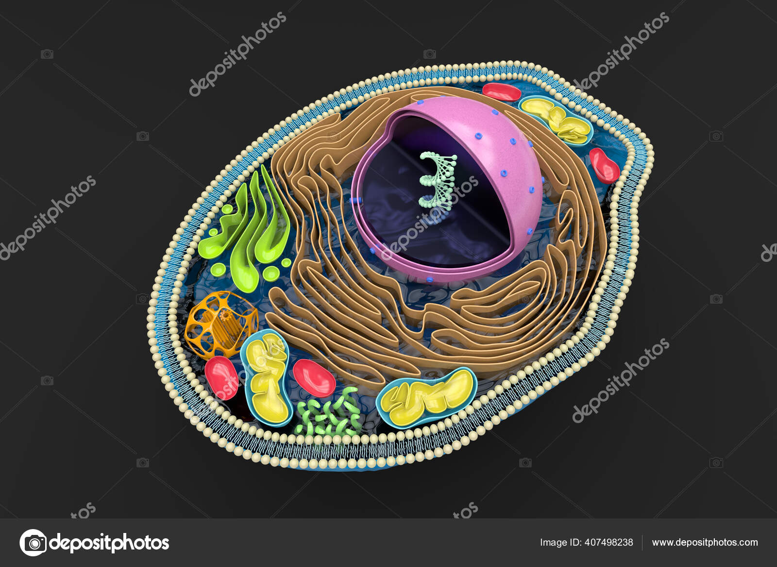 Human Cell Background