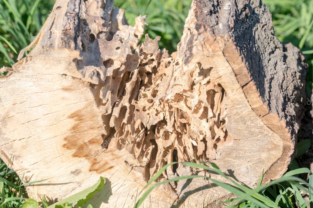Un gusano dañó el tronco. Madera. escarabajos grandes en ella 2022
