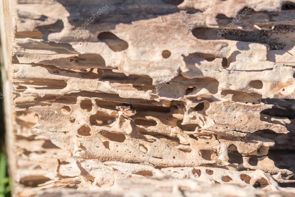 Un gusano dañó el tronco. Madera. escarabajos grandes en ella 2022