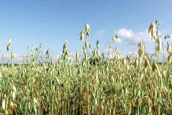 Oats field Stock Photos, Royalty Free Oats field Images | Depositphotos