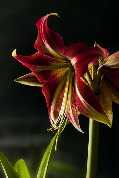 La familia amaryllis Stock Photos, Royalty Free La familia amaryllis ...