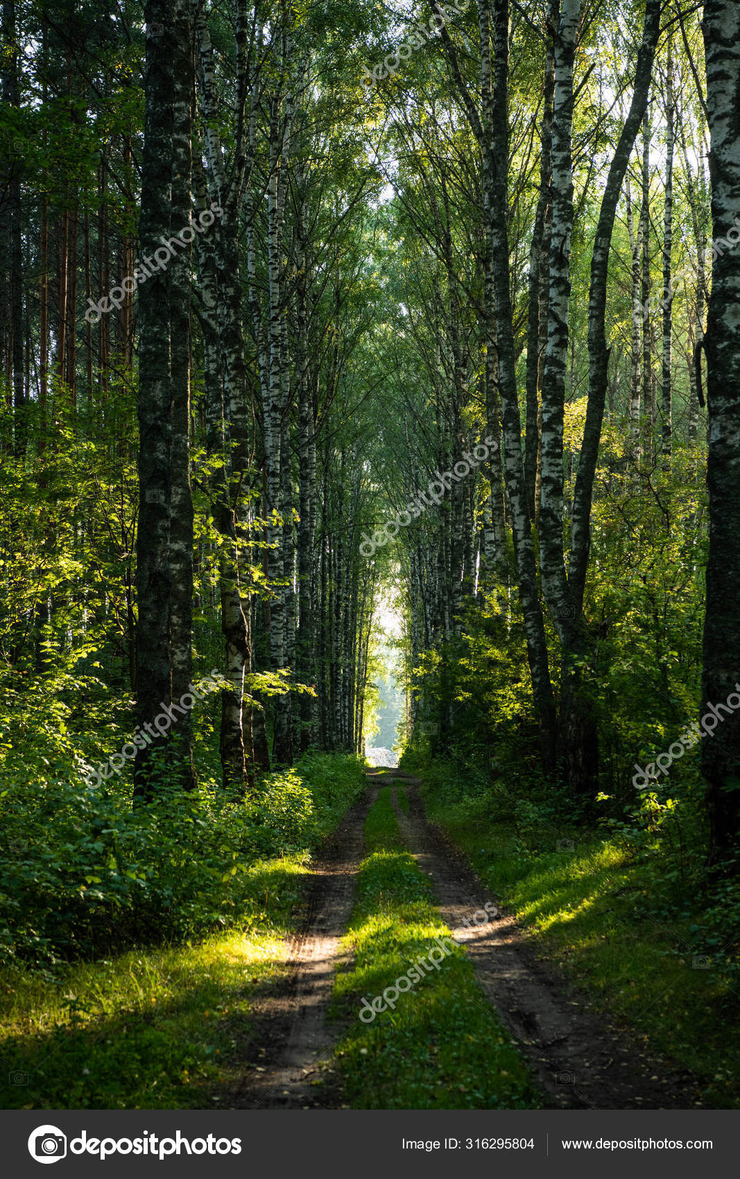 Forest road landscape. Summer park with green trees. — Stock Photo ...