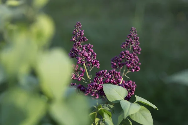 close up of a young lilac (Syringa vulgaris) leaf. the budding - Stock ...