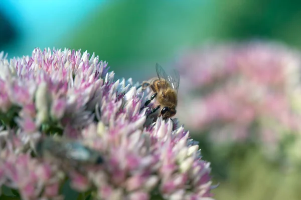 La abeja sobre la flor del Sedum (Stonecrop) en flor. Macro de abeja ...