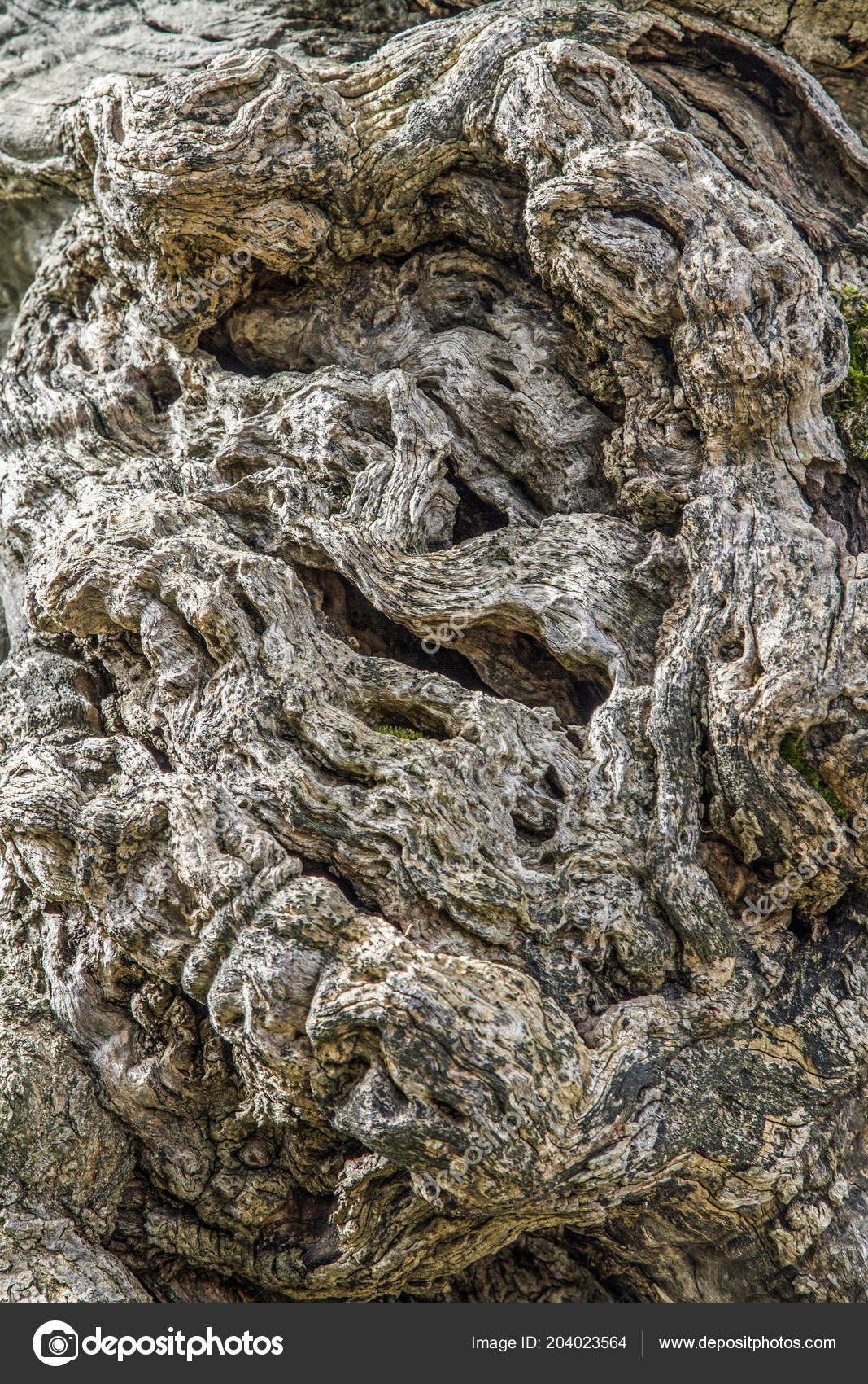 Old Gnarled Olive Tree Trunks Fascinating Work Art Nature — Stock Photo ...