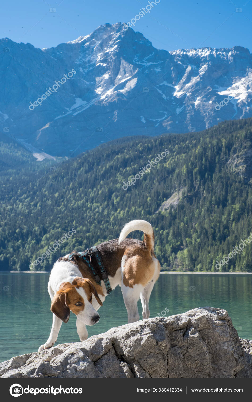 Beagle Circular Route Idyllic Mountain Lake Eibsee Werdenfelser Land ...