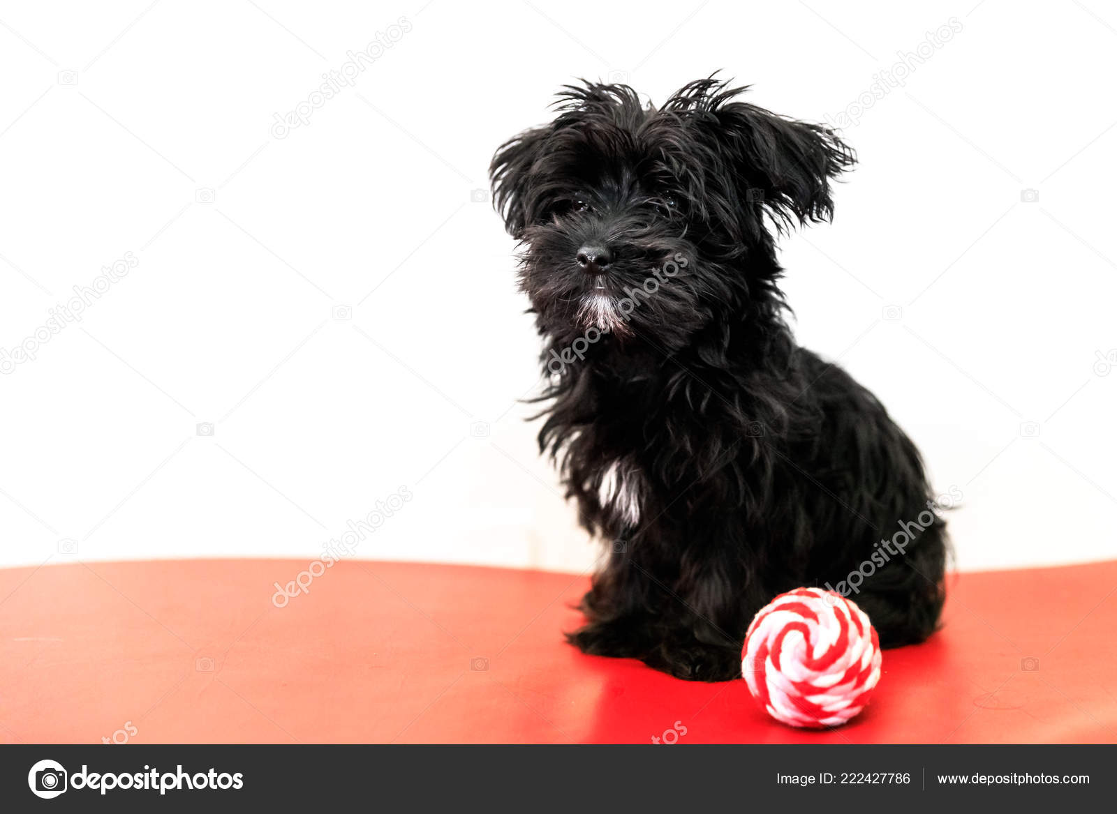 Black Maltese Dog