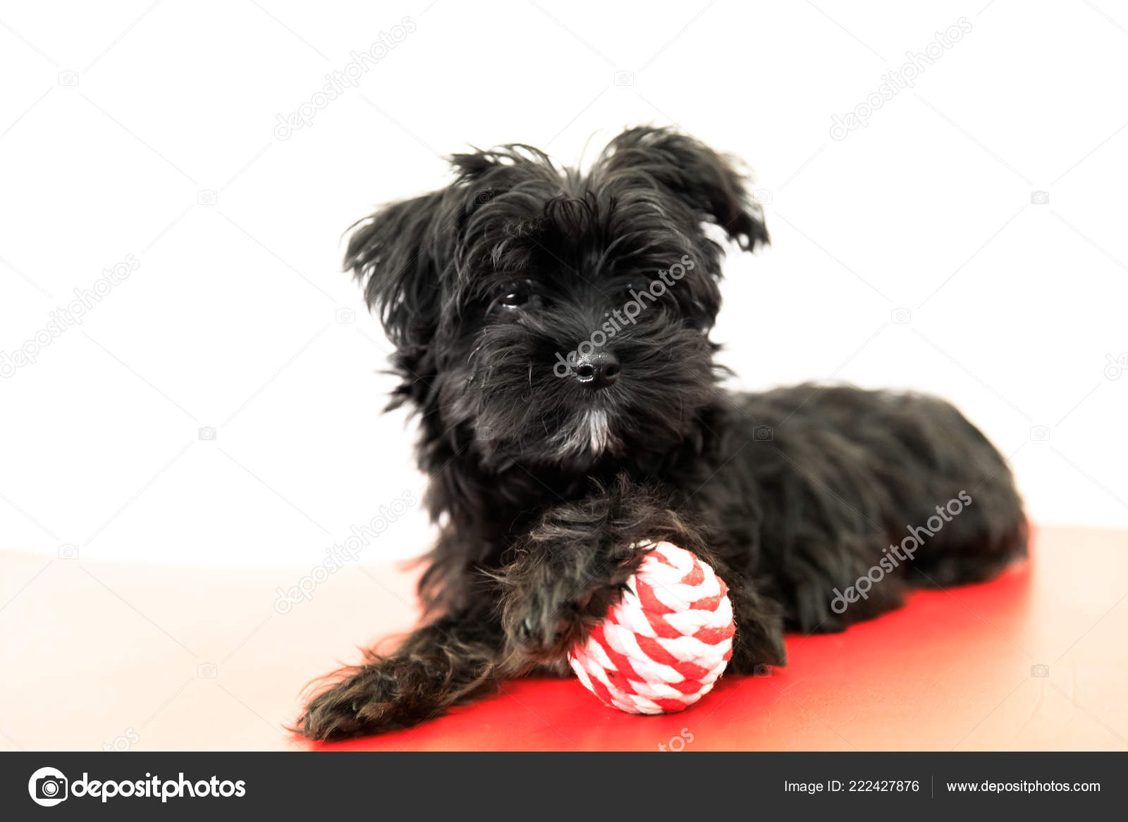 Mini Maltese Black
