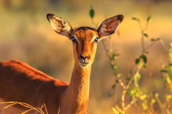 African Safari Game Drive Side View Female Impala Species Aepyceros ...