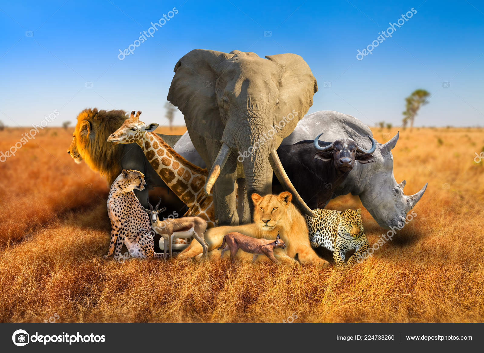 African Safari Landscape With Animals