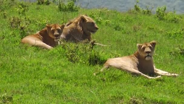 African lions in Ngorongoro Crater — Stock Video © bennymarty #233405696