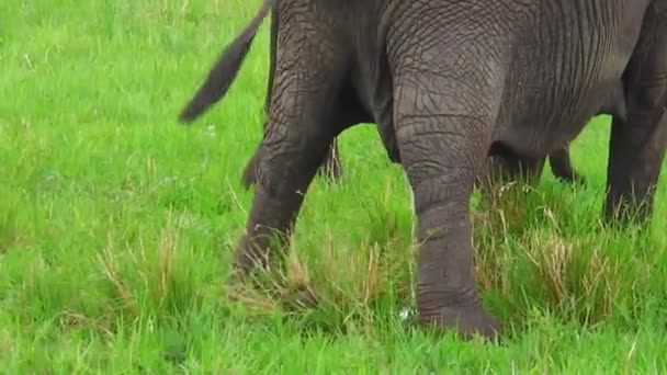 274 vídeos de Defecando, metraje de Defecando sin royalties | Depositphotos