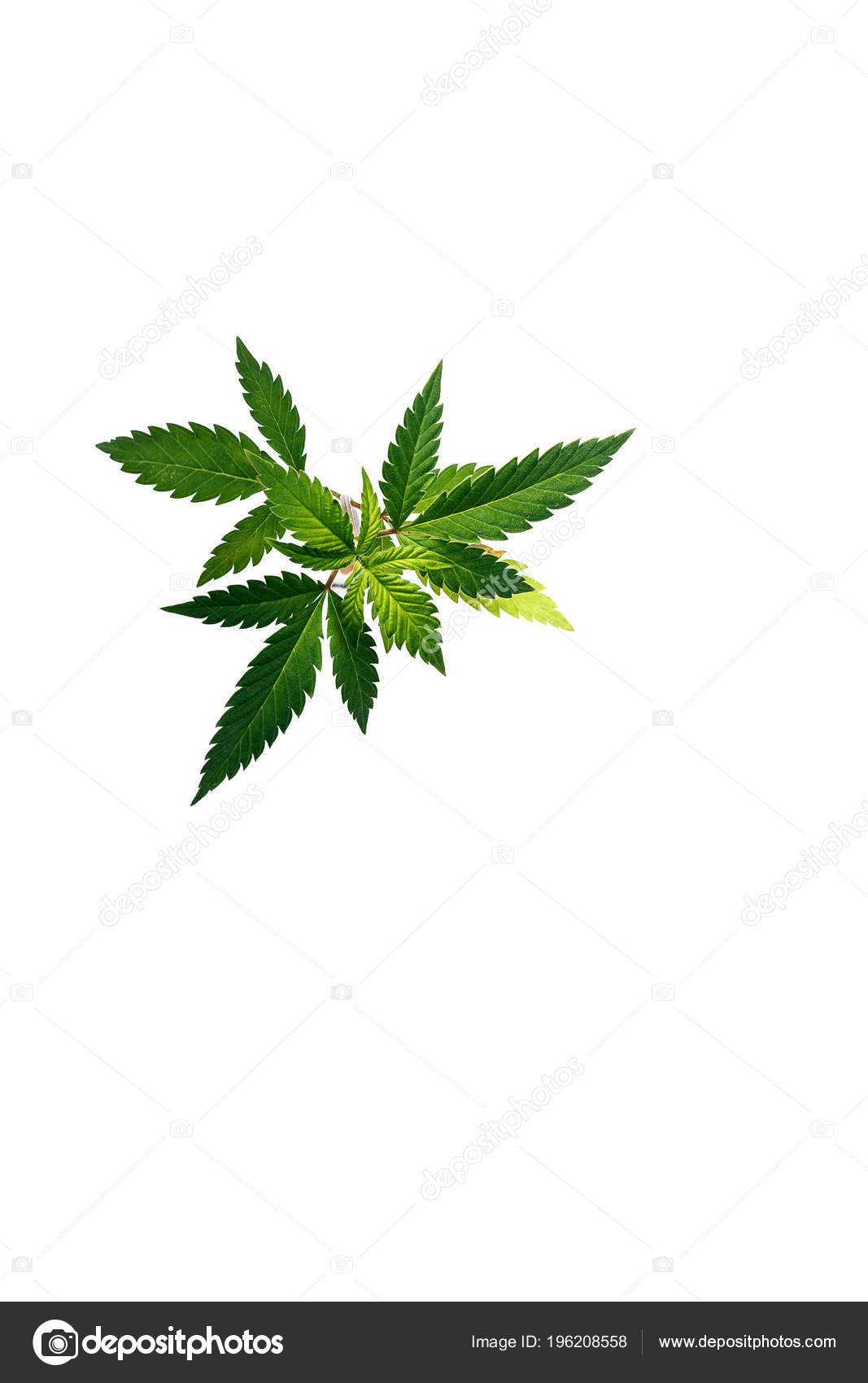 Small Green Marijuana Leaves Whitebackground Close One Plant Medical ...