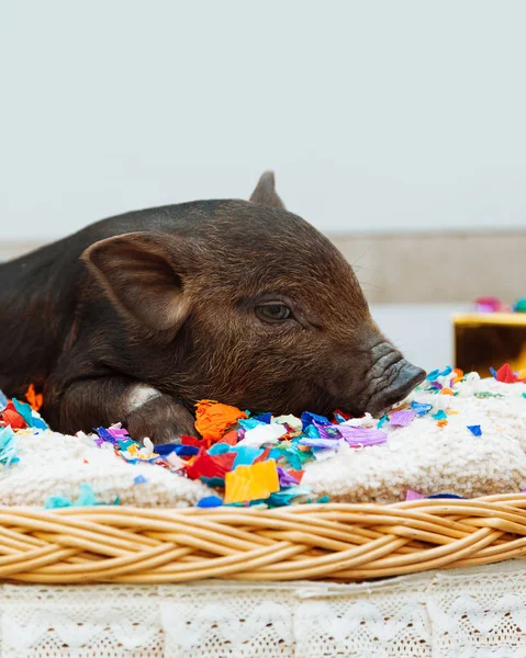 Baby Pig Eating Cake