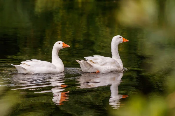 Pair of geese Stock Photos, Royalty Free Pair of geese Images ...