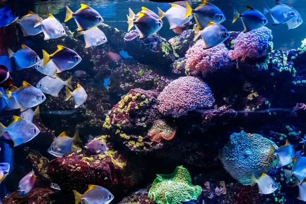 Macro fish Stock Photos, Royalty Free Macro fish Images | Depositphotos