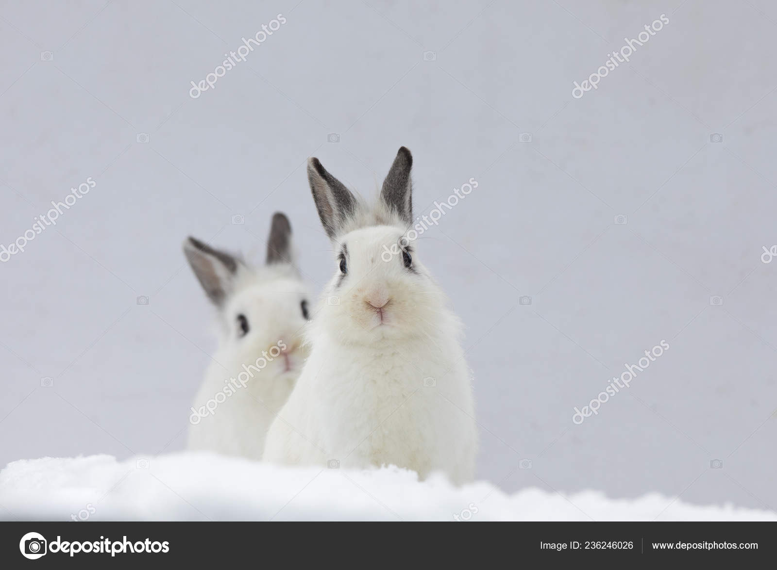 White Bunny In Snow