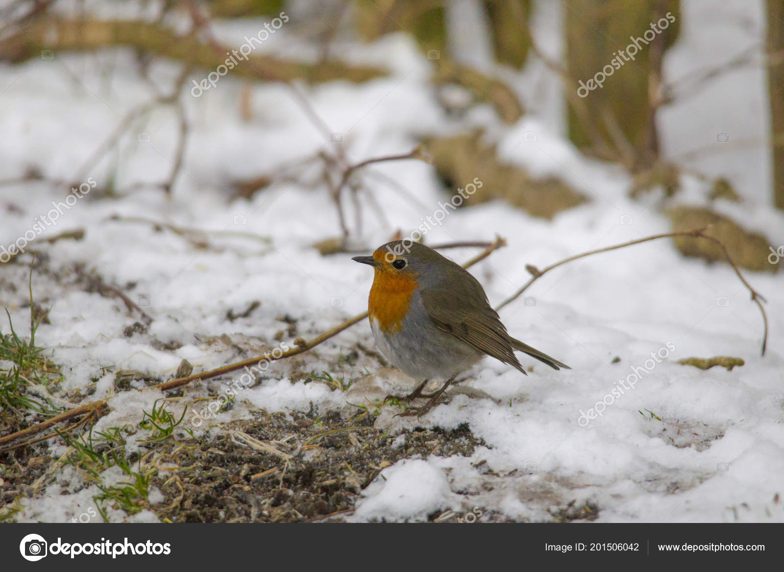 Male Robin Courtship Plumage Sits Snow Front Flowing Body Water — Stock ...