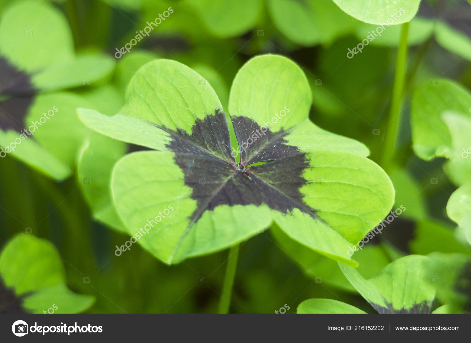 Close Four Leaf Lucky Clover Leaf — Stock Photo © were-photography ...