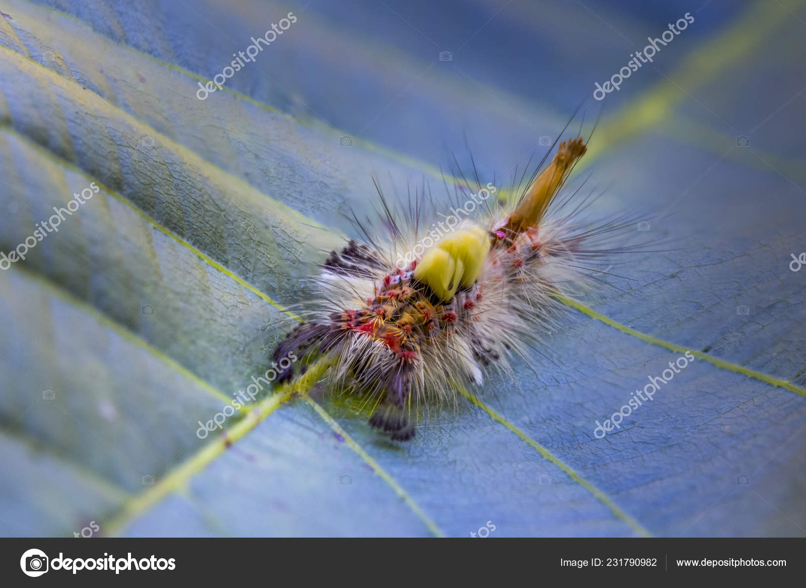 Close Orgyia Antiqua Leaf — Stock Photo © were-photography #231790982