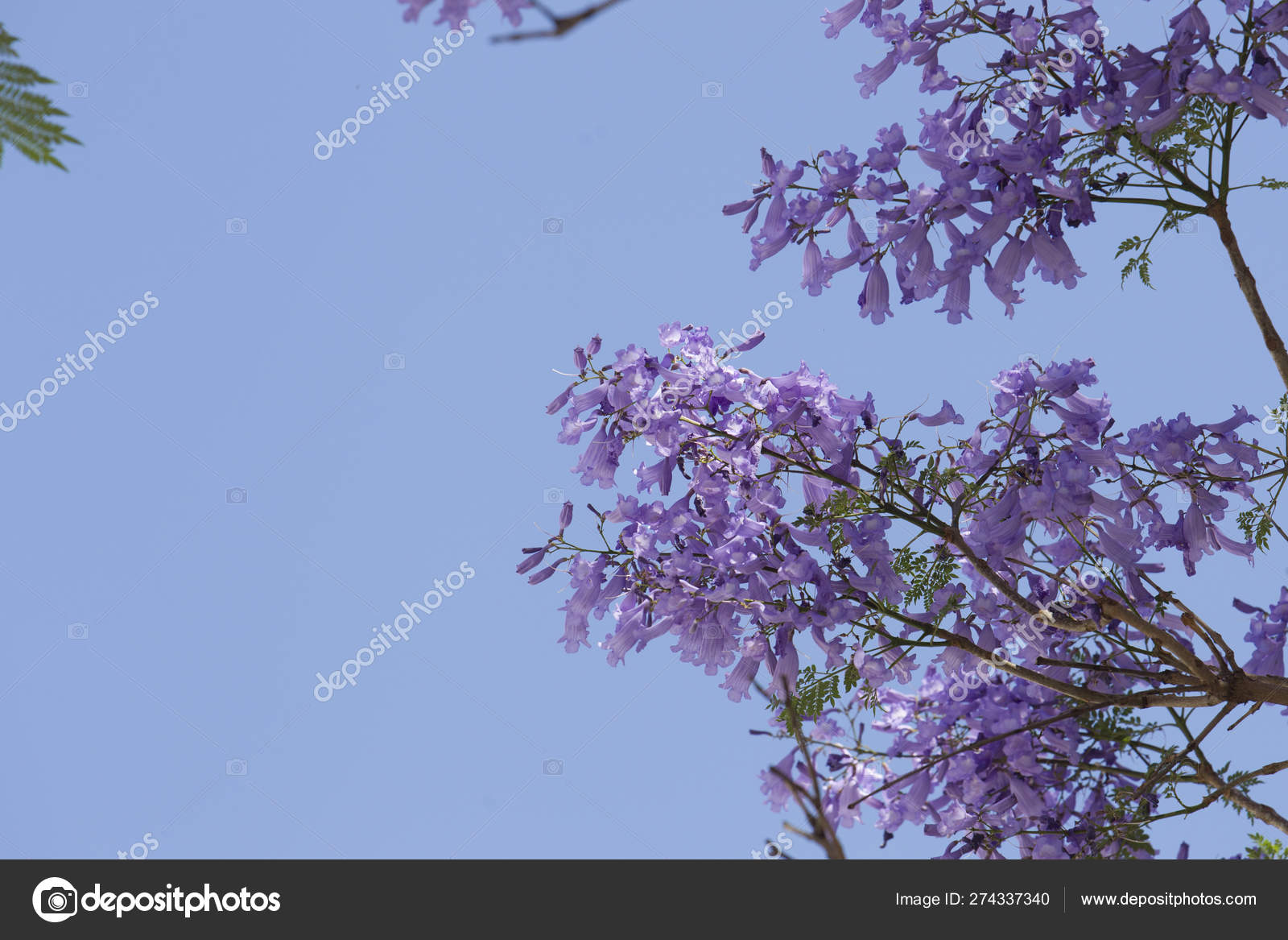 Pink Jacaranda Tree
