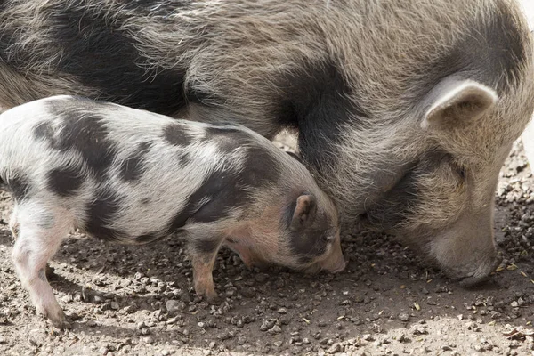 Farm animal babies Stock Photos, Royalty Free Farm animal babies Images ...