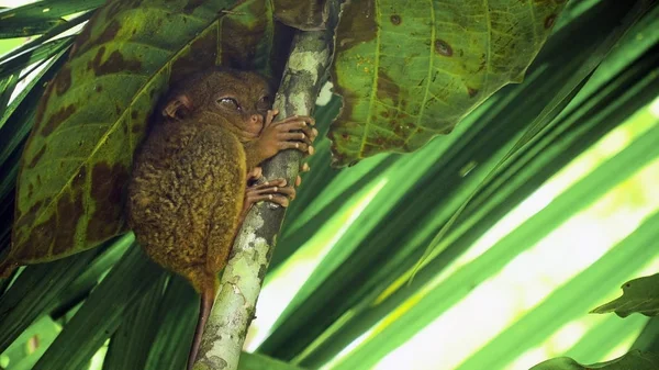 Tarsius Filipina lucu, Tarsius Syrichta. Bohol Filipina — Foto Stok ...
