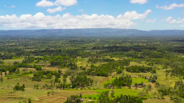 Agricultural land in the Philippines. Bohol,Philippines. — Stock Video ...