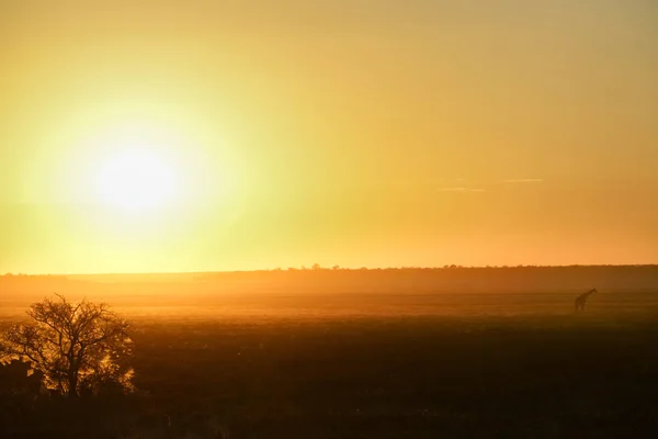 Landscape and sun back lit tree at sunset, Namibia in typically African ...